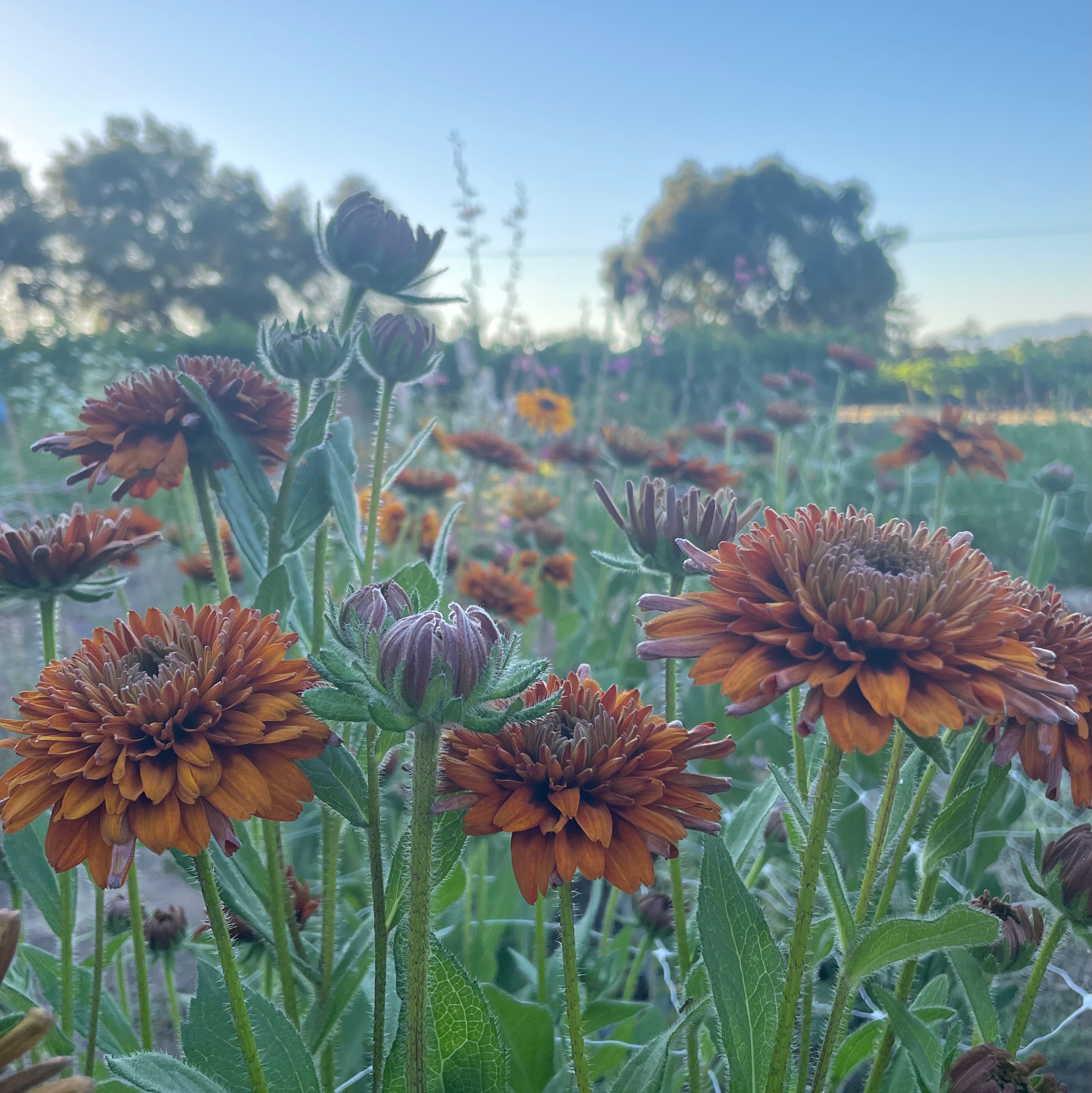 Local flowers from St. Helena, CA